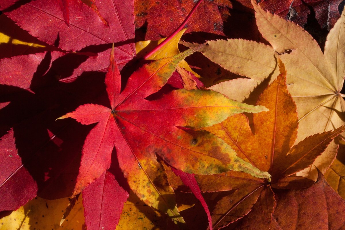 Autumn Hygge: Look for the Gold at the edges of Life – How to Hygge the ...